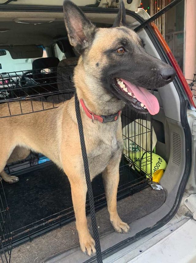 Adopt ⋆ One Dog at a Time